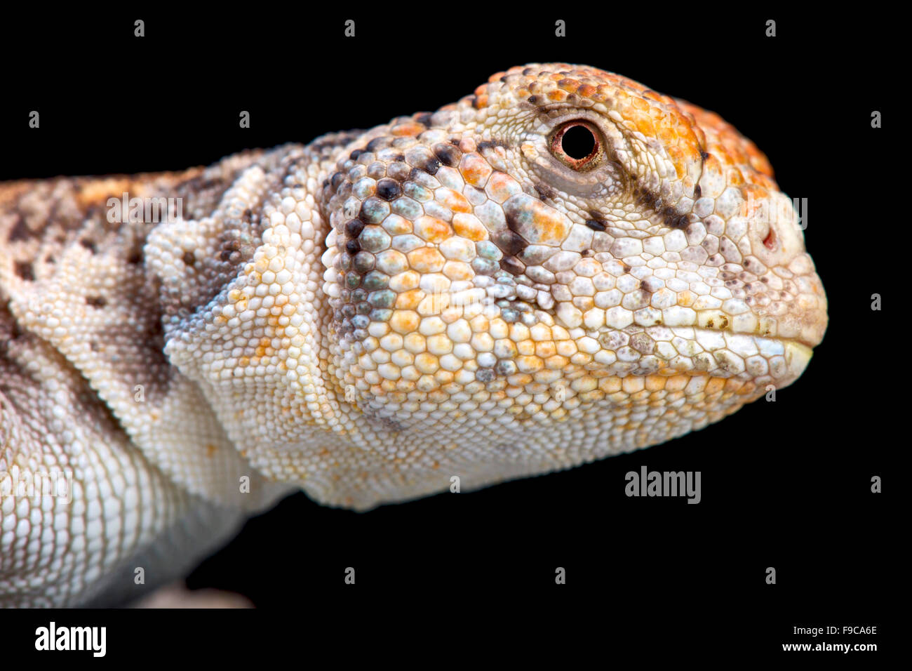 Omani Spiny-tailed Lizard (Uromastyx thomasi Stock Photo - Alamy