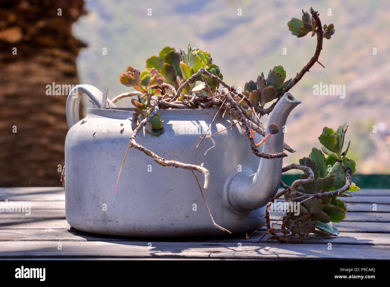 Strange Unusual Plant Pot Stock Photo - Alamy