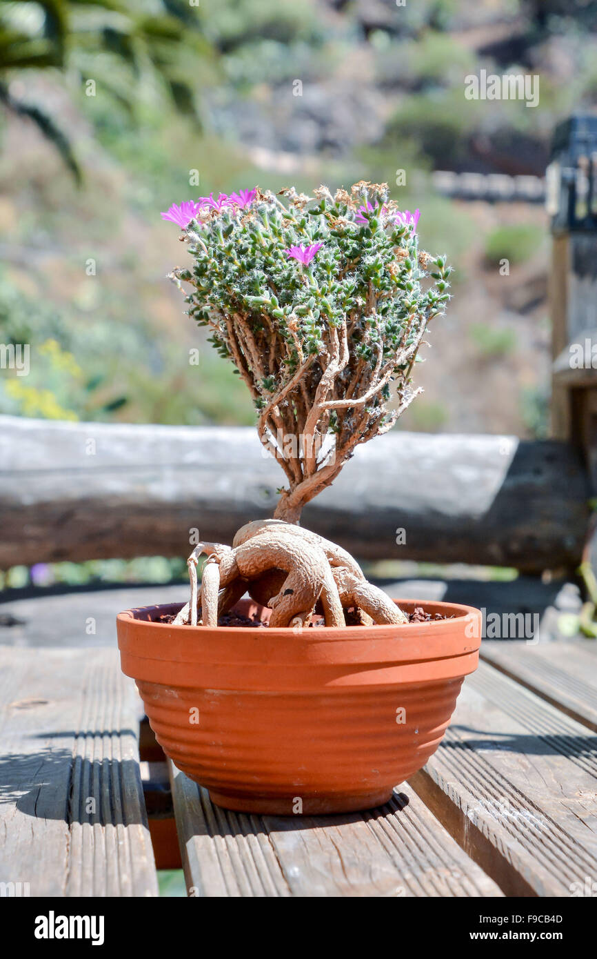 Strange Unusual Plant Pot Stock Photo - Alamy