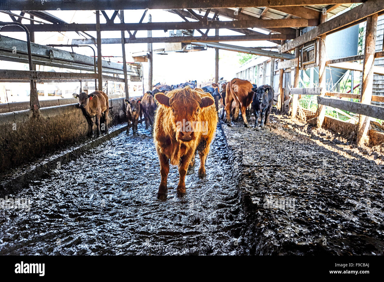 A dairy cow awaits it's next feeding in a muddy barn in rural Minnesota ...