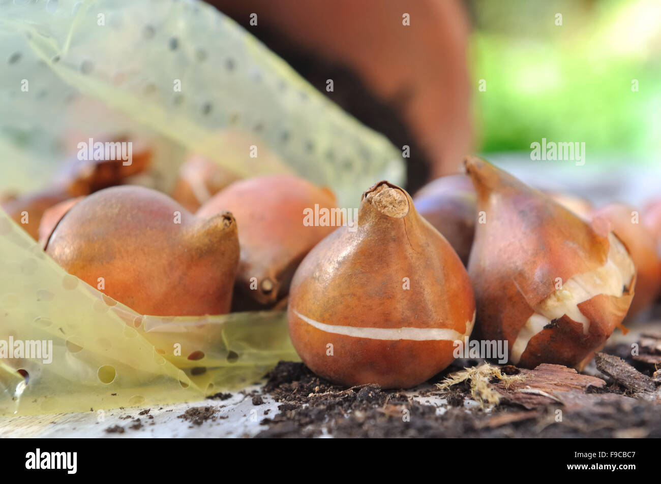 Bags of flower bulbs hi-res stock photography and images - Alamy