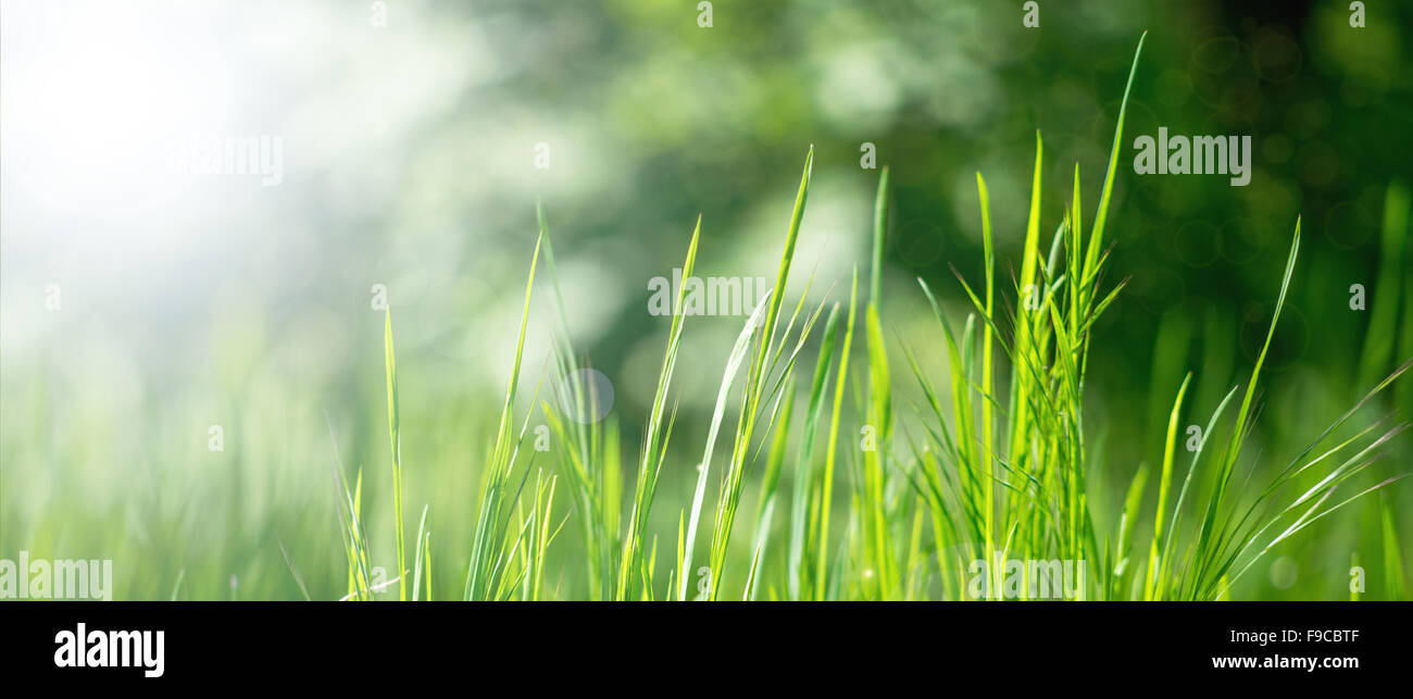 spring grass in sun light Stock Photo - Alamy