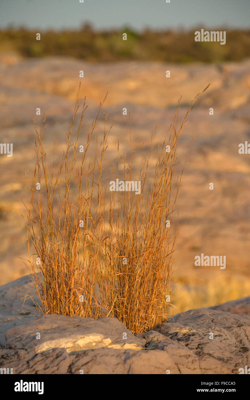 The rocky Mwenezi river in Zimbabwe's Gonarezhou National Park Stock ...
