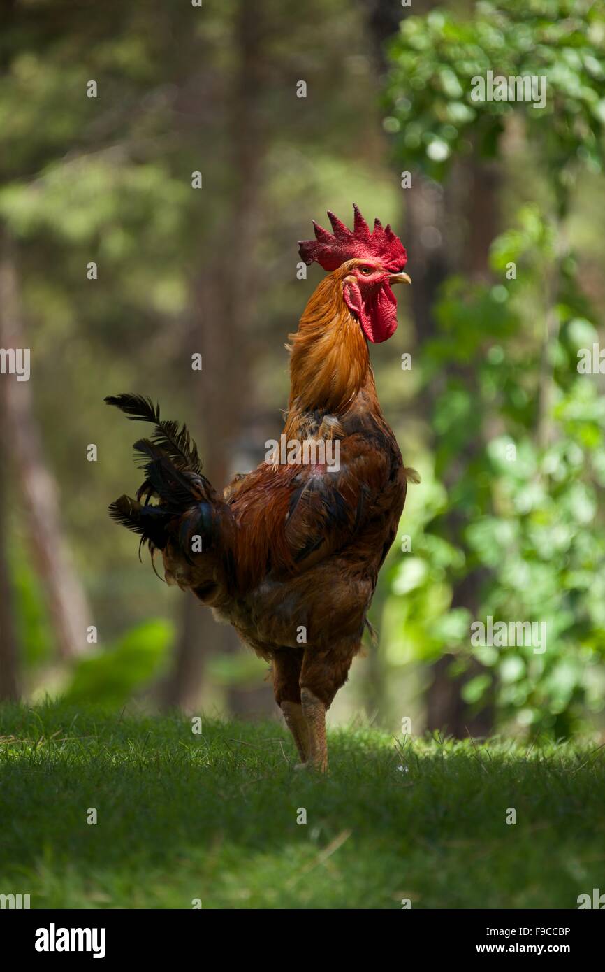 Close-up of cockerel in shaft of sunlight Stock Photo - Alamy