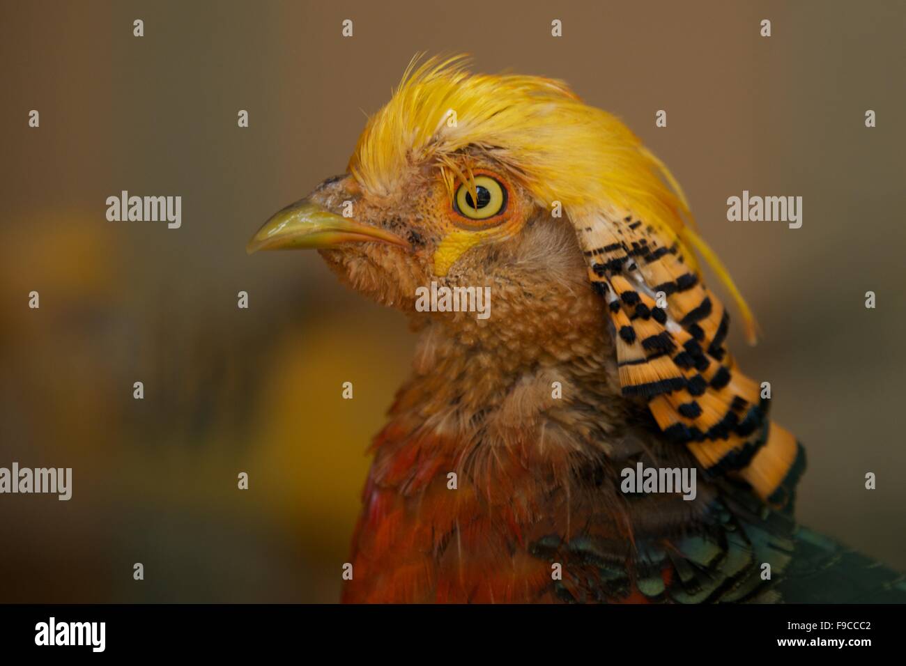 Close-up of head of colourful yellow-crested chicken Stock Photo - Alamy