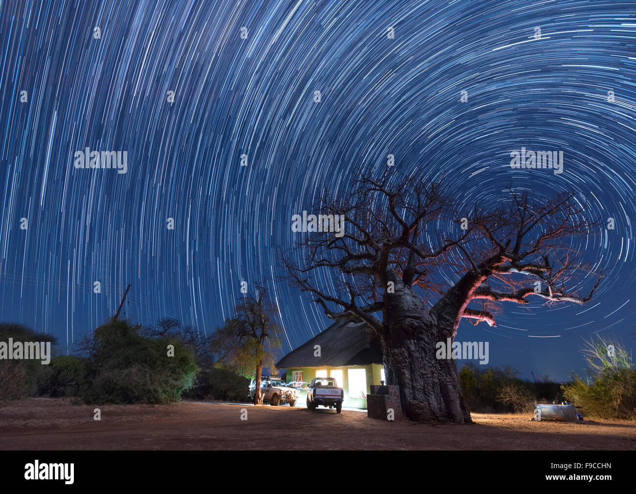 Indigenous tree zimbabwe hi-res stock photography and images - Alamy