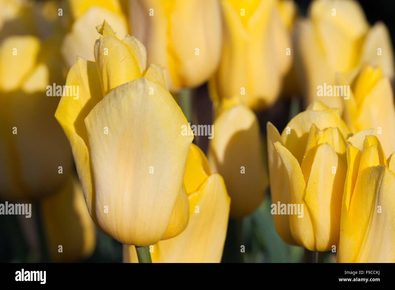 Buttercream yellow tulip flowers in the morning sunshine on a farm in ...