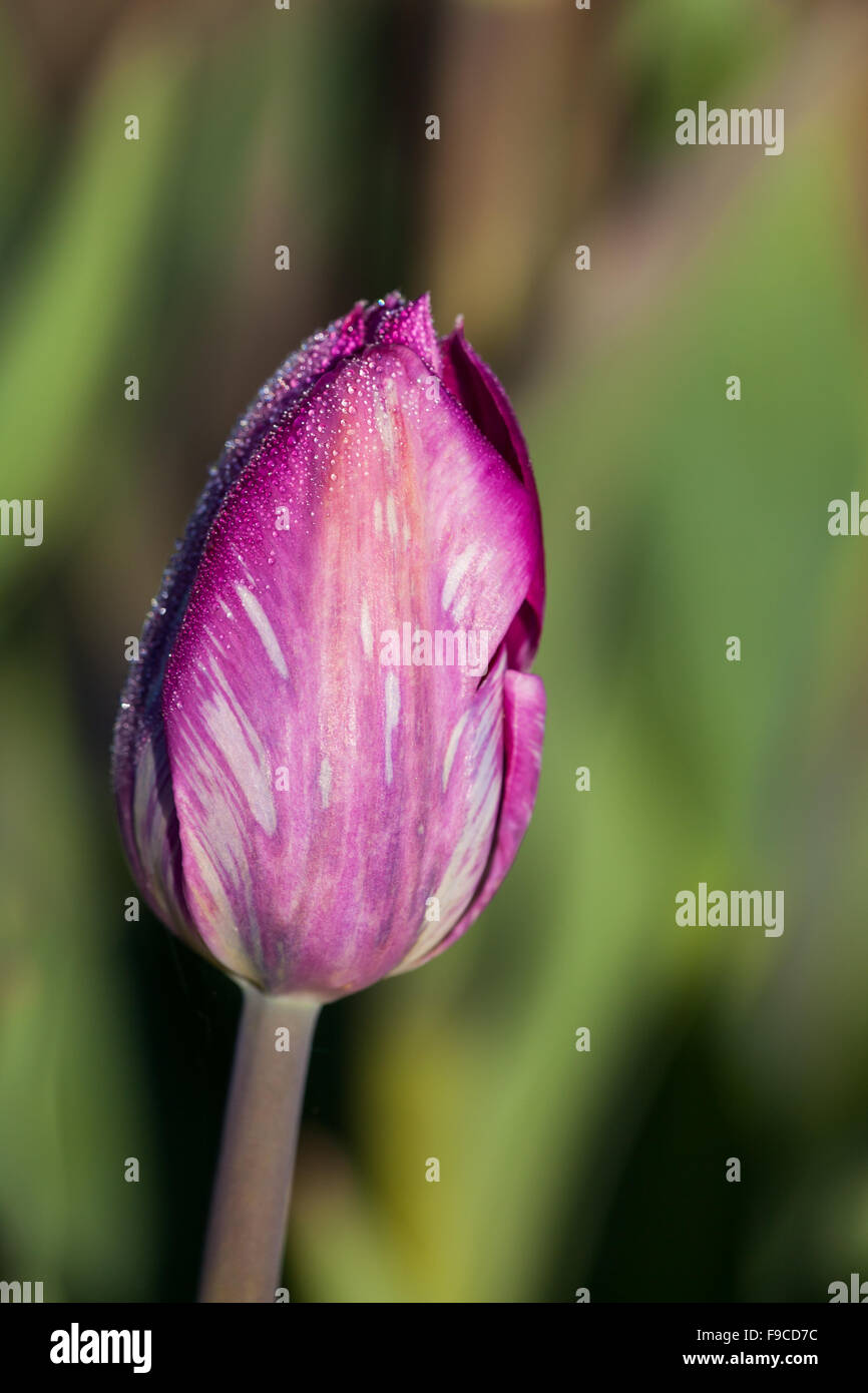 A tight tulip bud in shades of pink and purple with morning dew drops ...