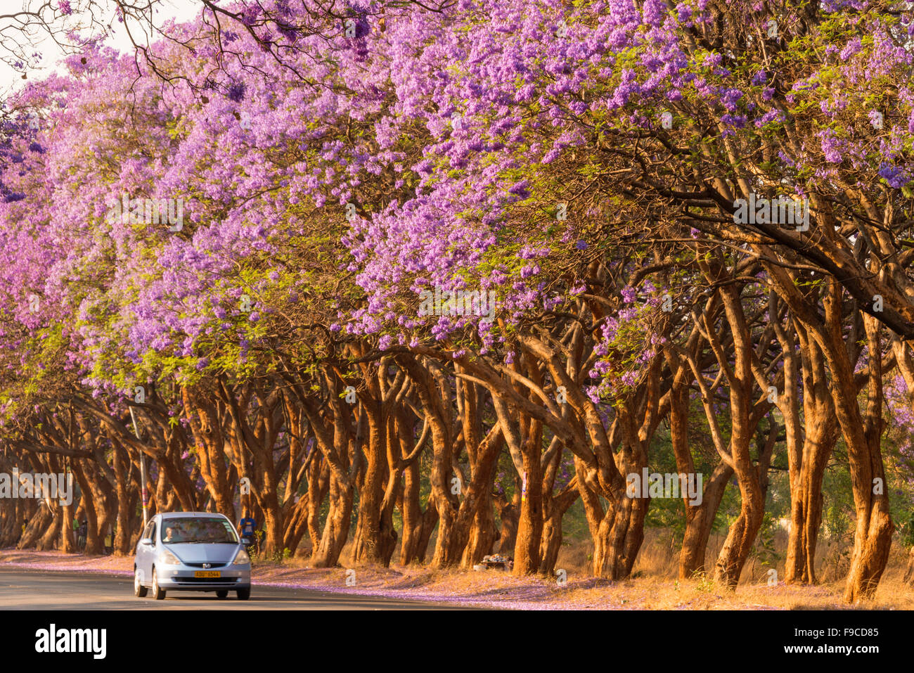 Jacarandas harare hi-res stock photography and images - Alamy