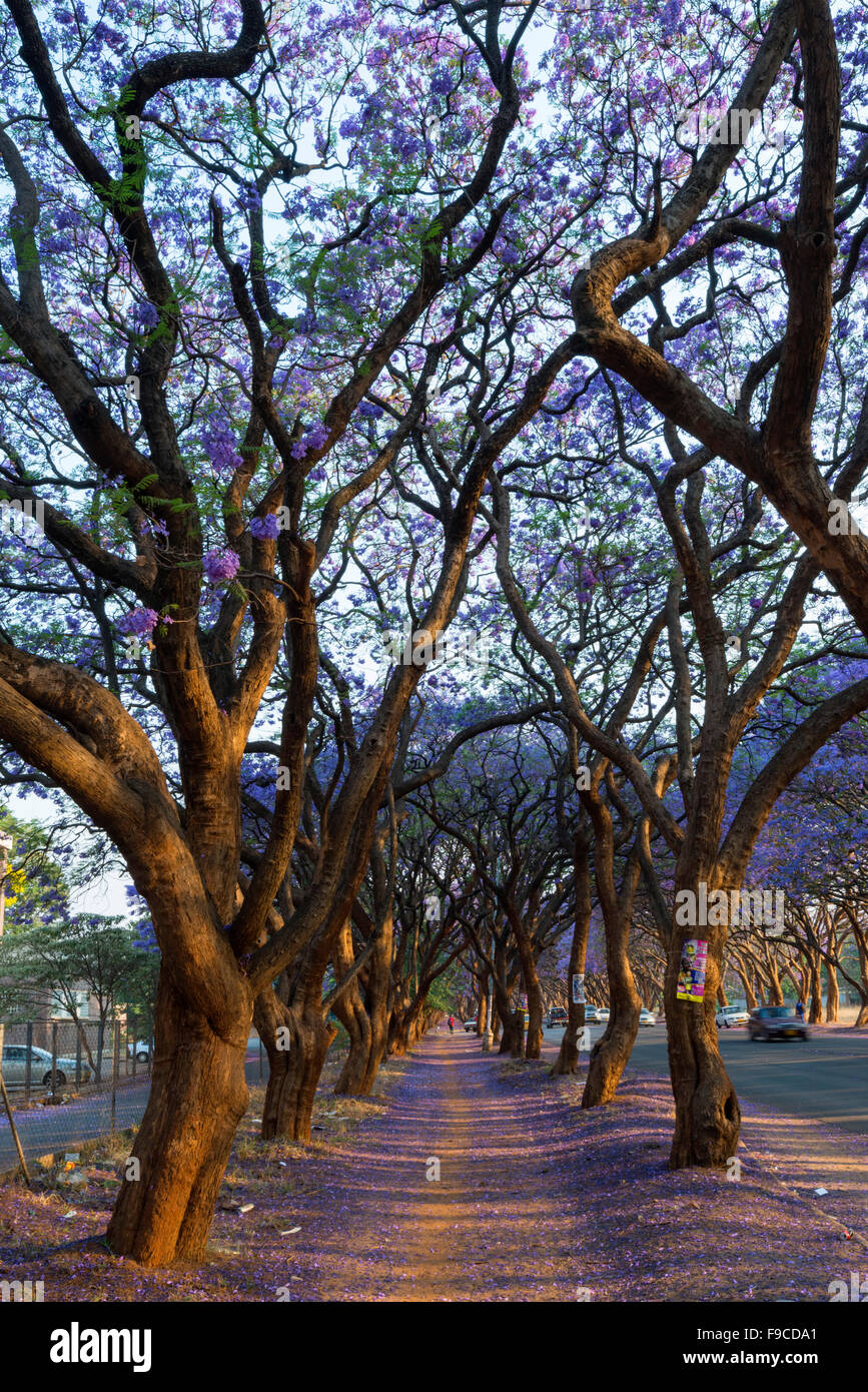 Jacarandas harare hi-res stock photography and images - Alamy