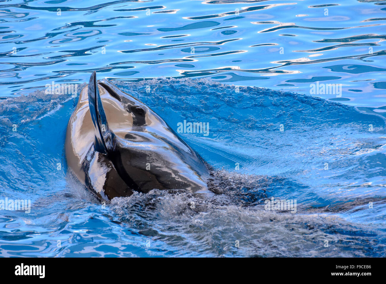 Mammal Orca Killer Whale Fish Stock Photo - Alamy
