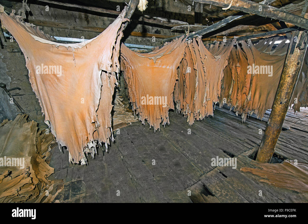 Amfisa hi-res stock photography and images - Alamy