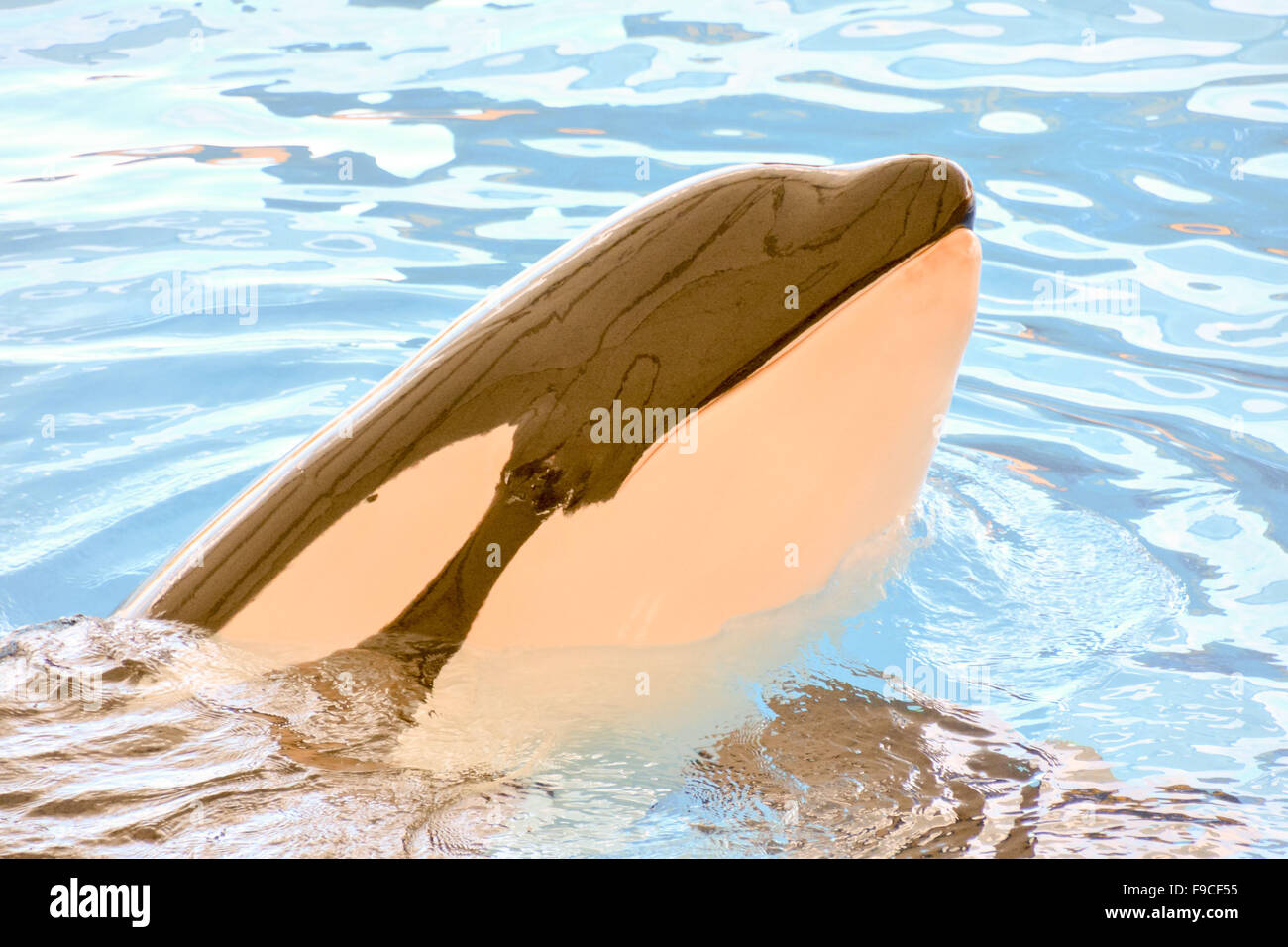 Mammal Orca Killer Whale Fish Stock Photo - Alamy