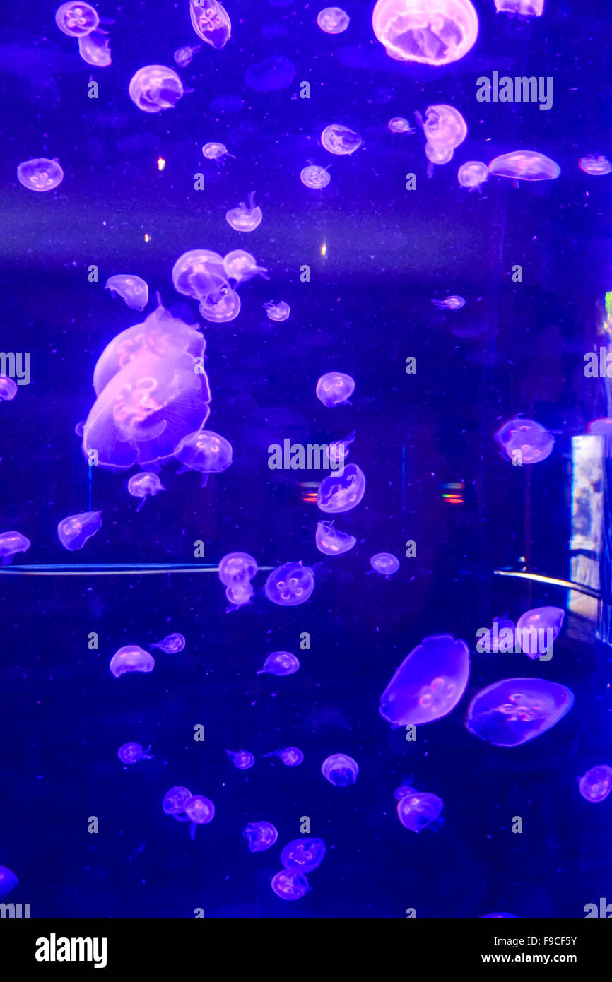 Jellyfish Dangerous Poisonous Medusa Stock Photo - Alamy