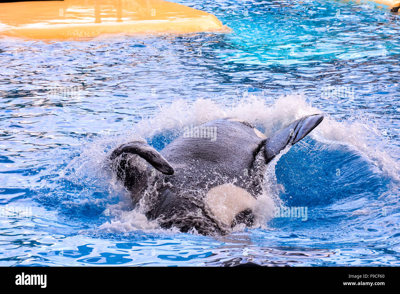 Mammal Orca Killer Whale Fish Stock Photo - Alamy