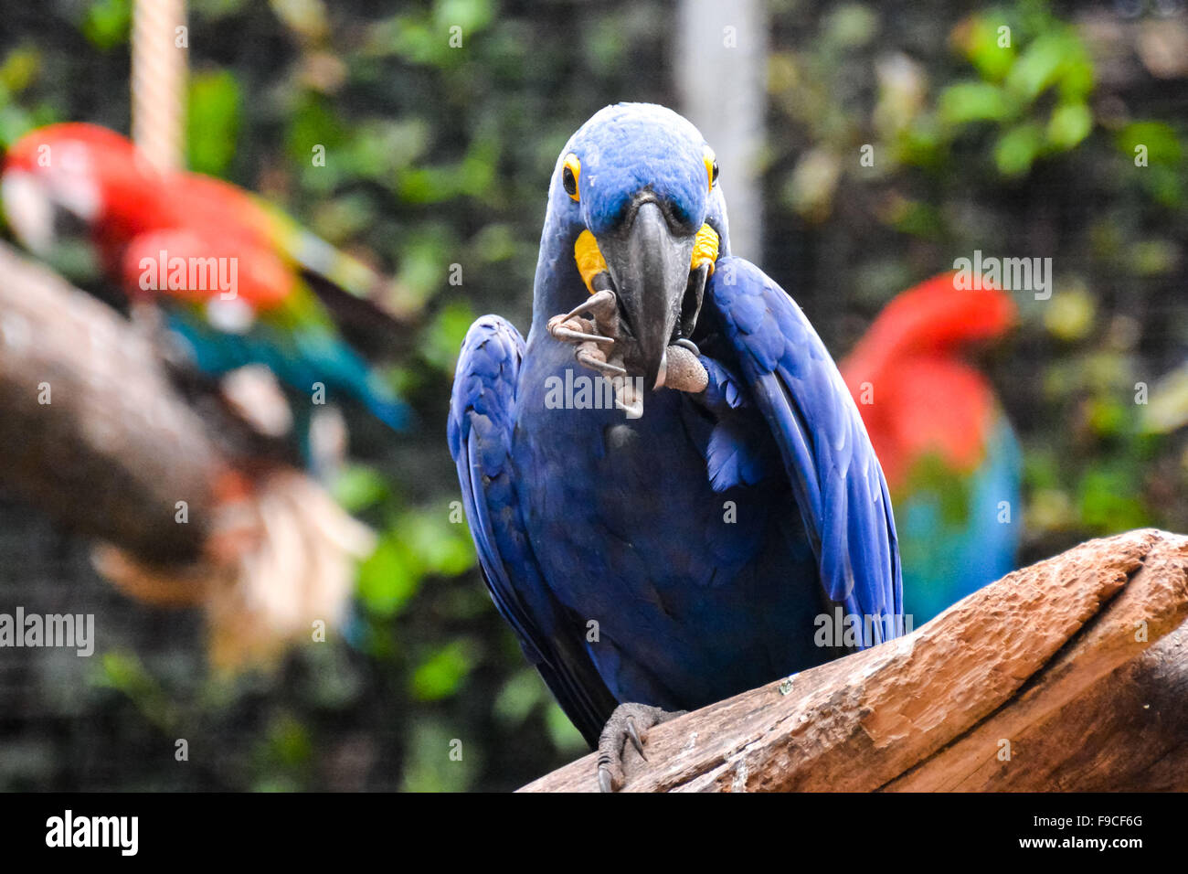 Colored Tropical Parrot Stock Photo - Alamy