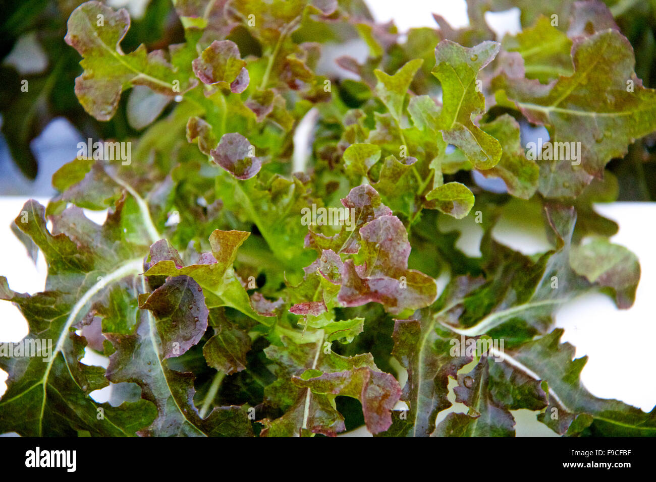 Growing lettuce in rows in the vegetable garden Stock Photo - Alamy