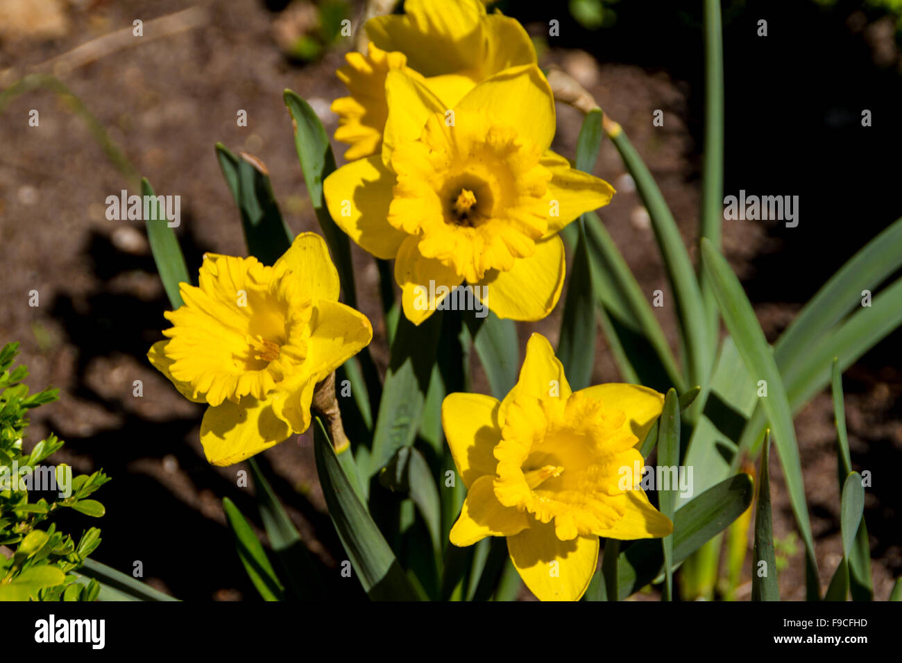 Narcissus and daffodil spring flower Stock Photo - Alamy