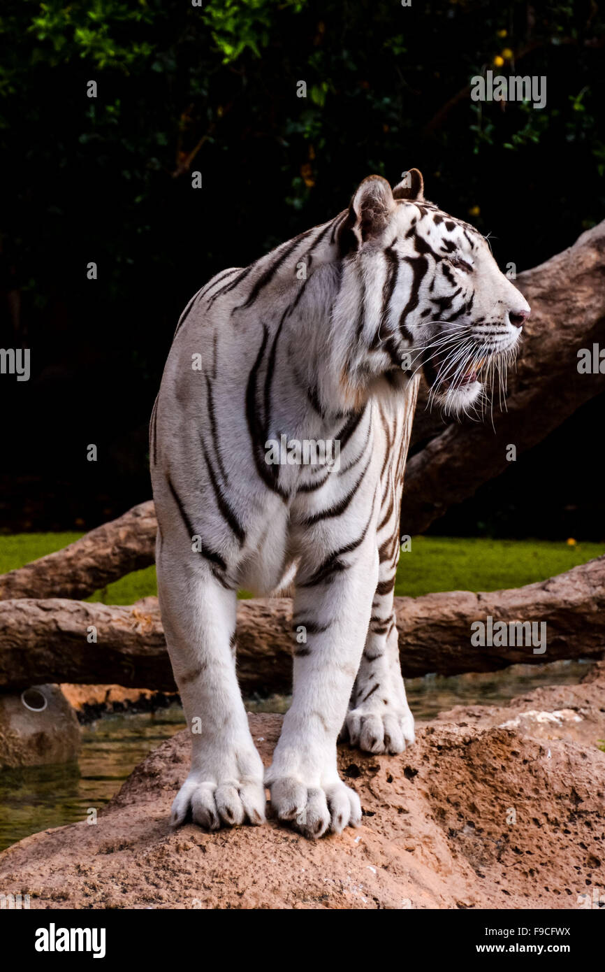 Rare White Striped Wild Tiger Stock Photo - Alamy