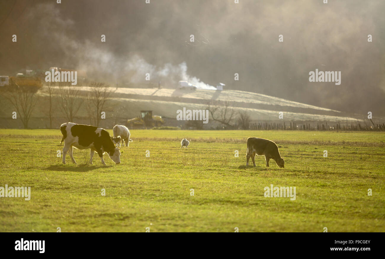 Color image of some cows on a field Stock Photo - Alamy