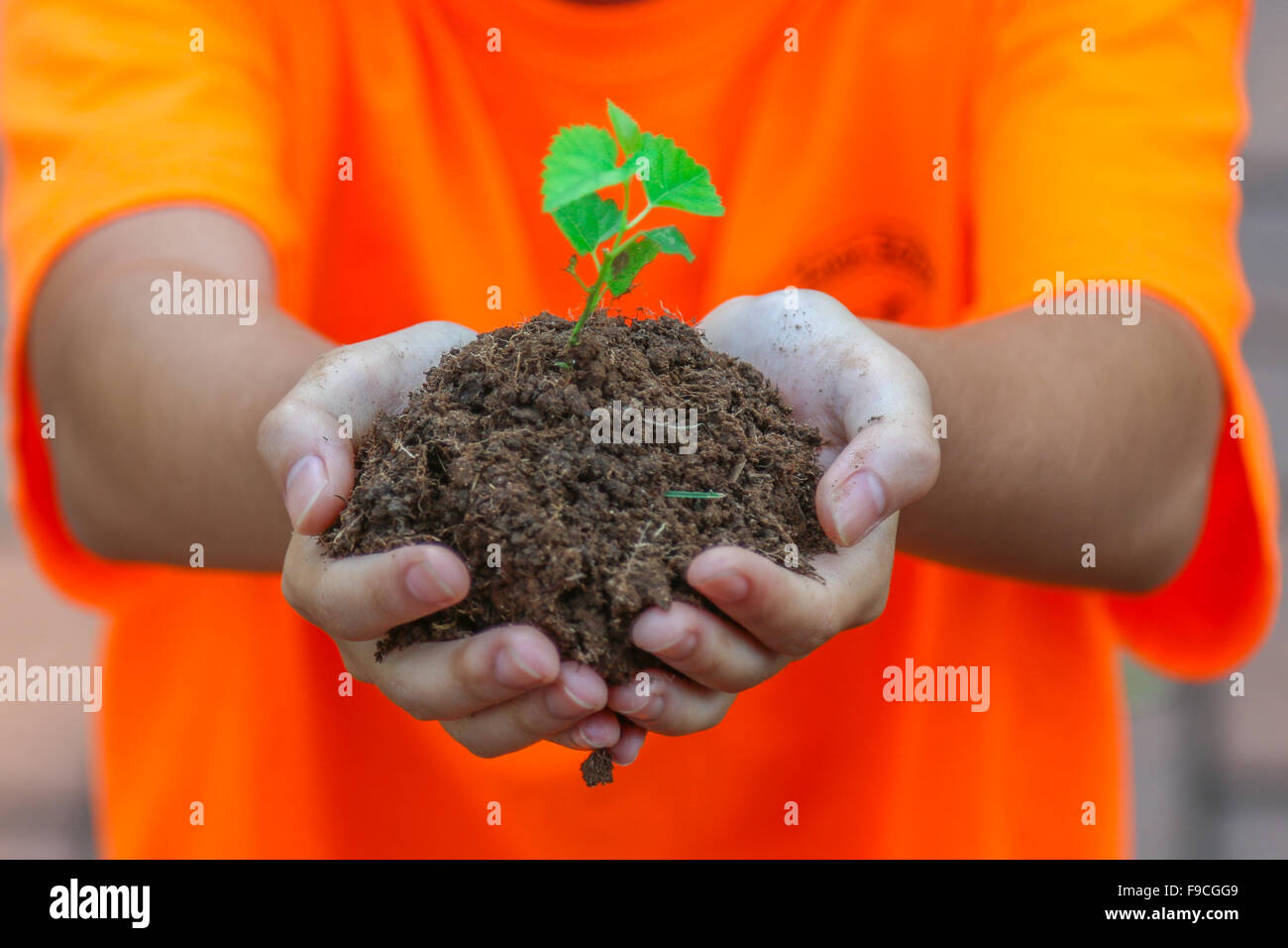 Asian chinese girl hands holding a new life and protected Stock Photo ...