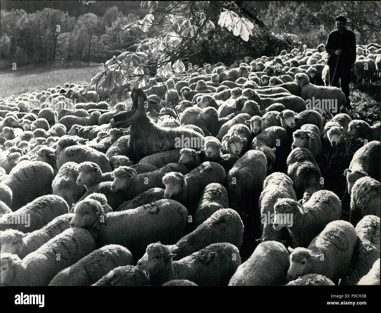 1964 - Trashumanse Of Sheep in the French Alpes As Winter Approaches ...