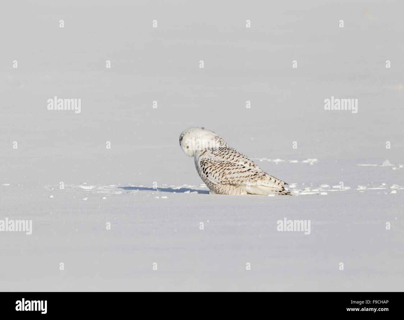 Owl snow landscape hi-res stock photography and images - Alamy