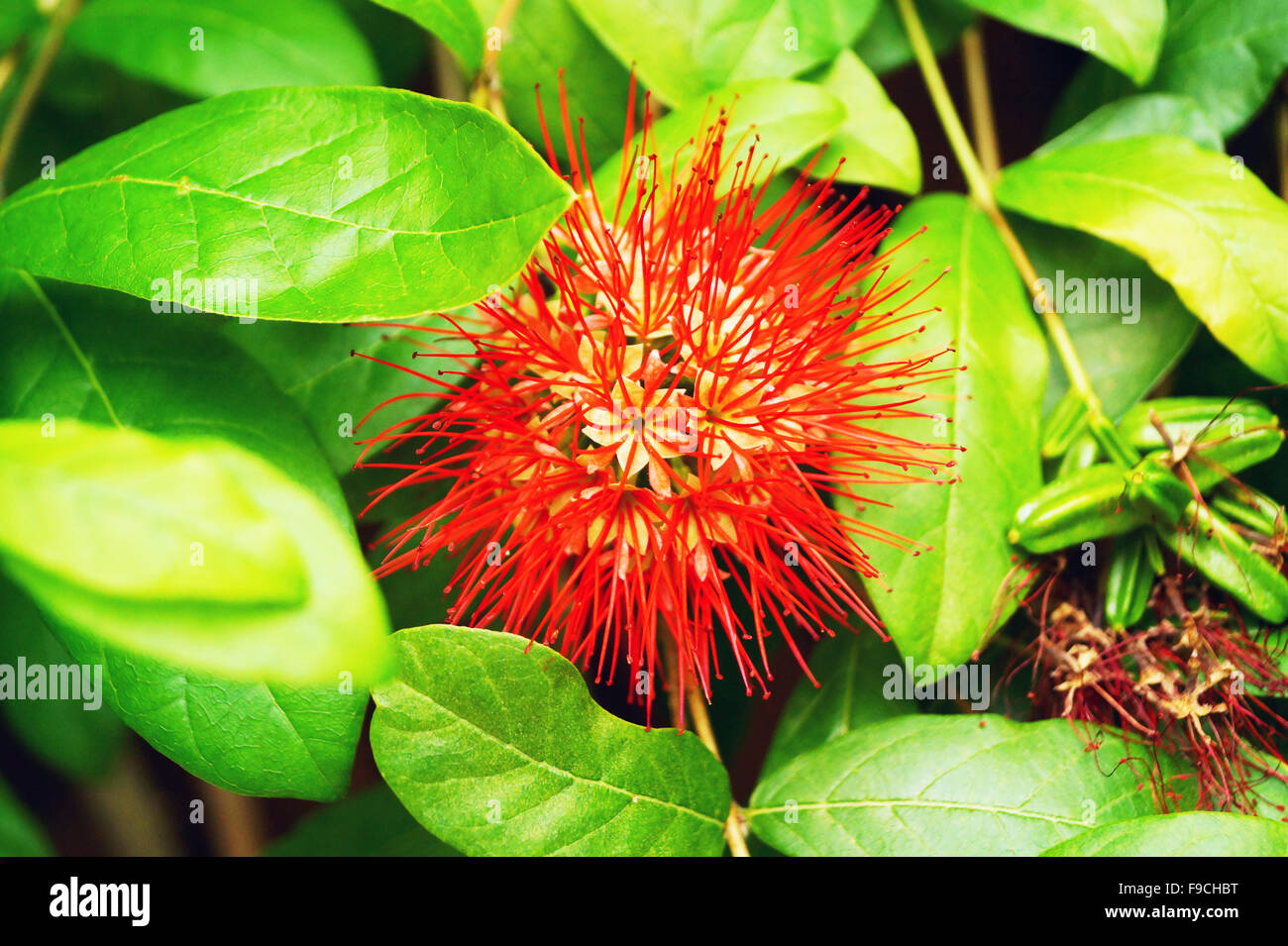 Puff Stage High Resolution Stock Photography and Images - Alamy