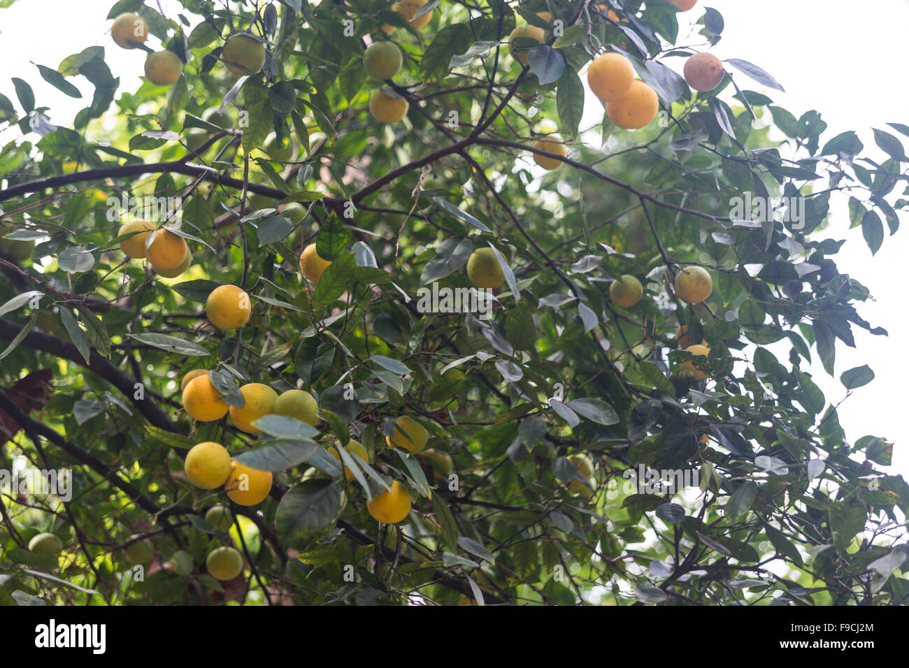 fresh orange on plant, orange tree Stock Photo - Alamy
