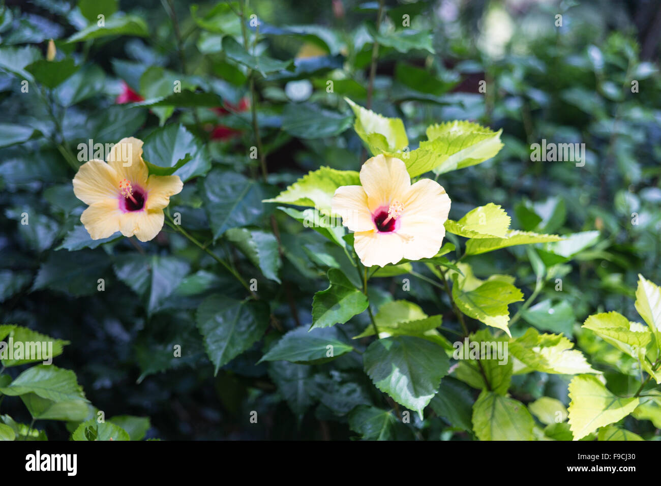 Hibiscus flow hi-res stock photography and images - Alamy Hibiscus flow hi-res stock photography and images - Alamy