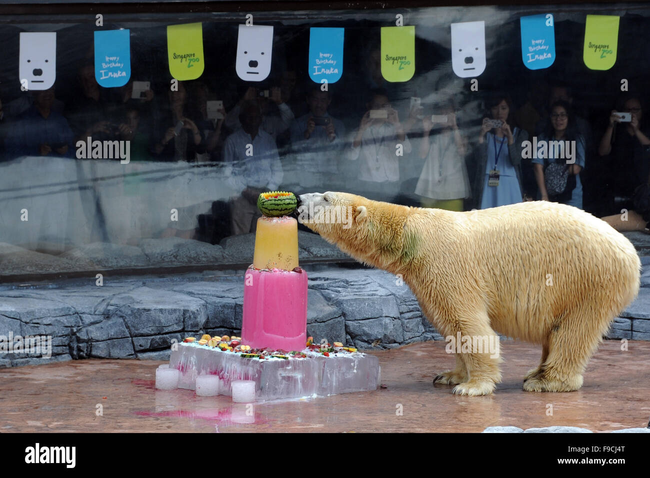 Singapore. 16th Dec, 2015. Polar bear Inuka eats its fruits and fish ...