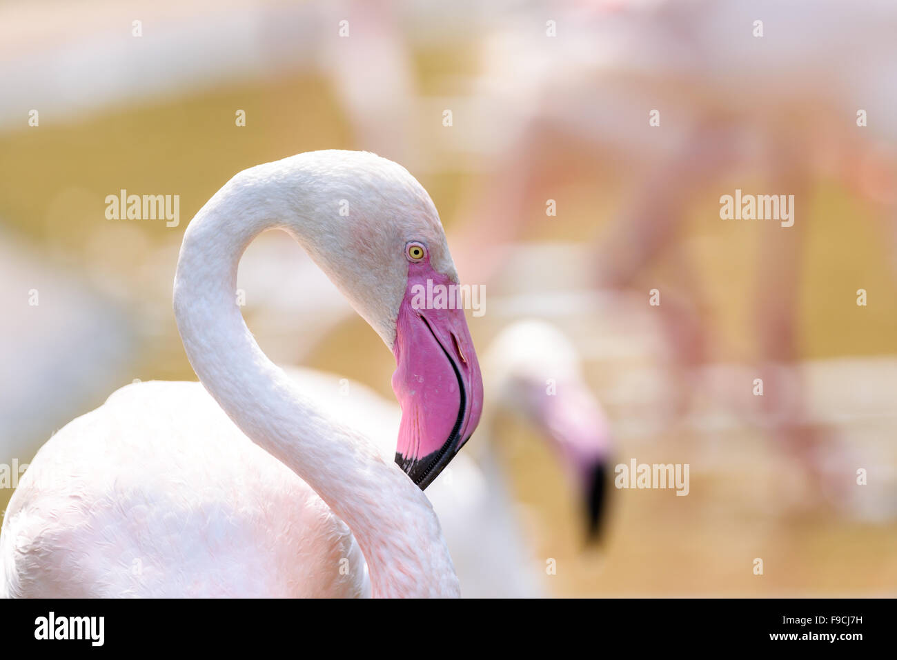 Flock Of Pink Flamingos In Wilderness Stock Photo - Alamy