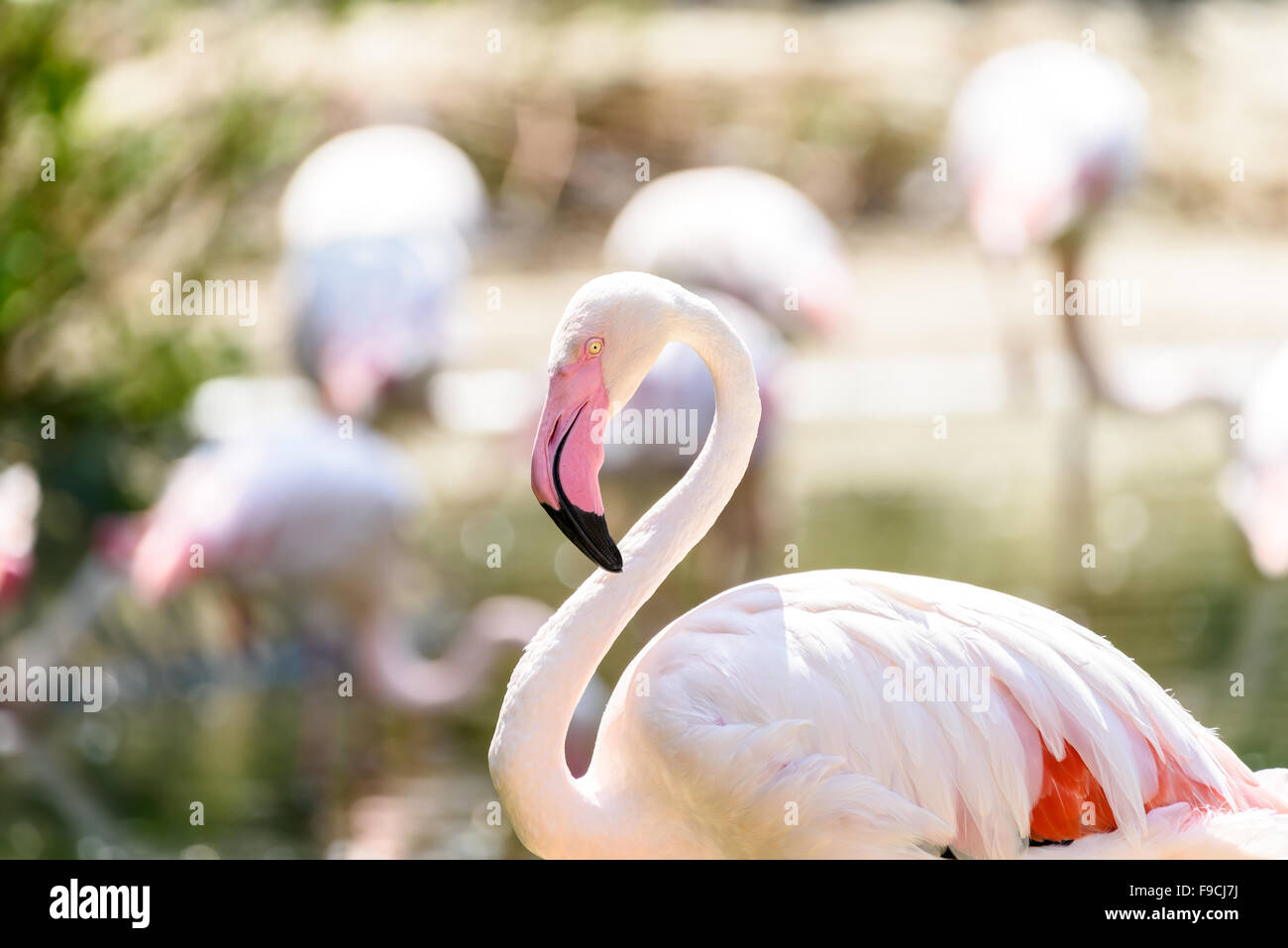 Flock Of Pink Flamingos In Wilderness Stock Photo - Alamy