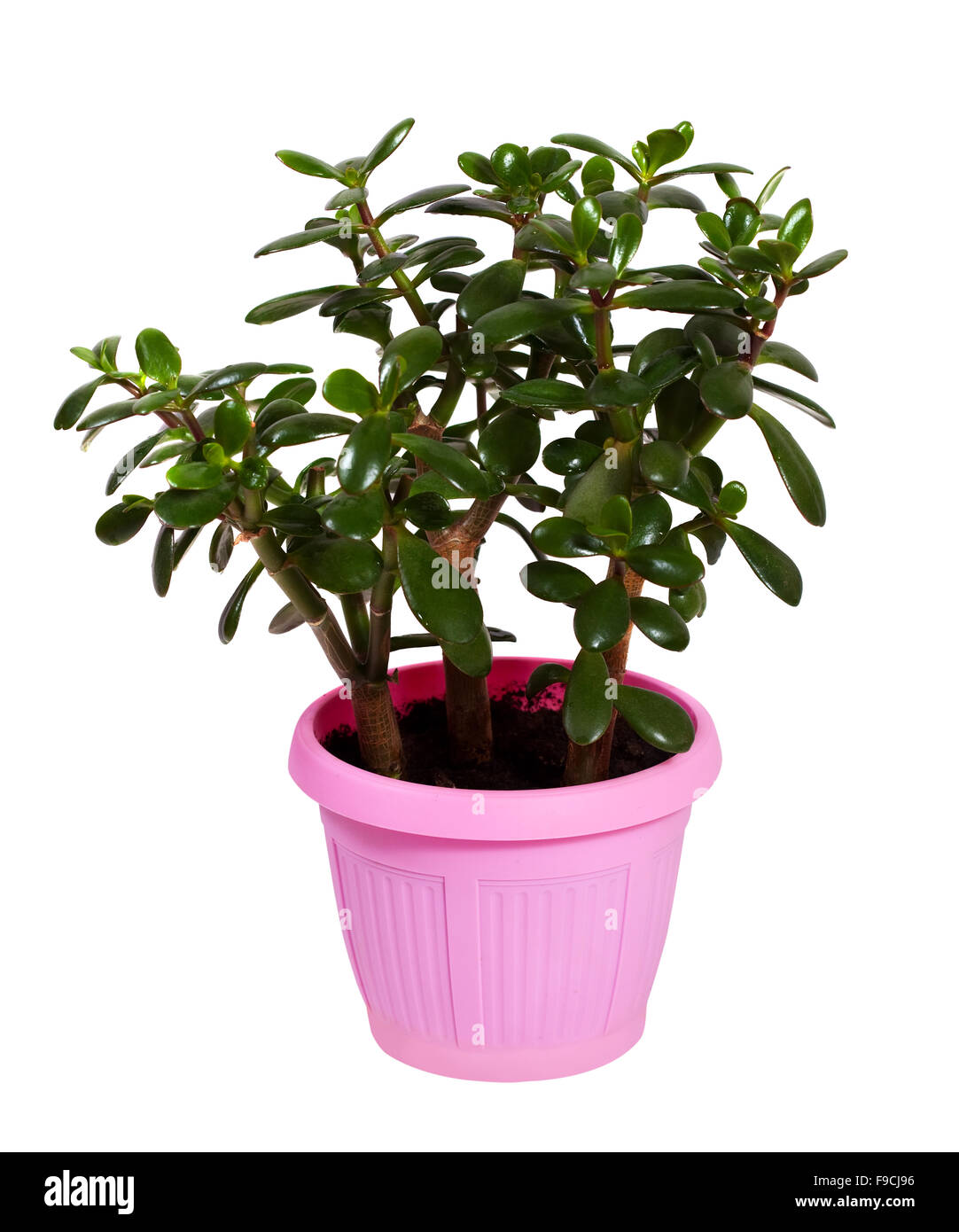 jade tree in pot. Isolated on white background Stock Photo - Alamy