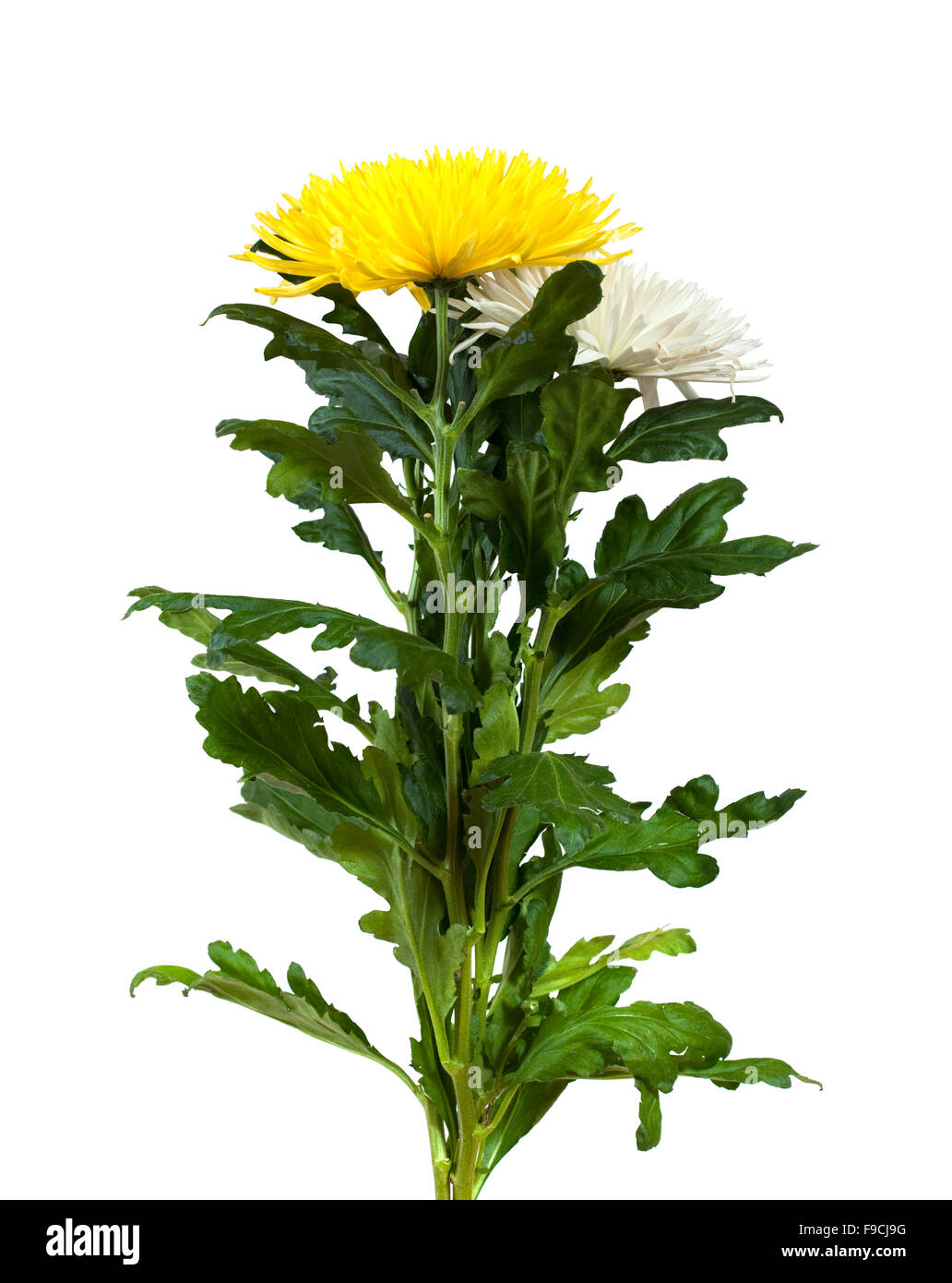 Two chrysanthemums. Isolated on white background Stock Photo - Alamy