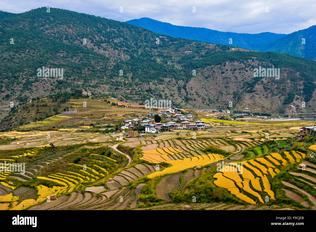 Bhutan rice fields hi-res stock photography and images - Alamy