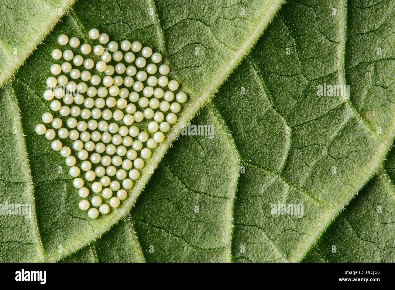 Moth eggs hi-res stock photography and images - Alamy