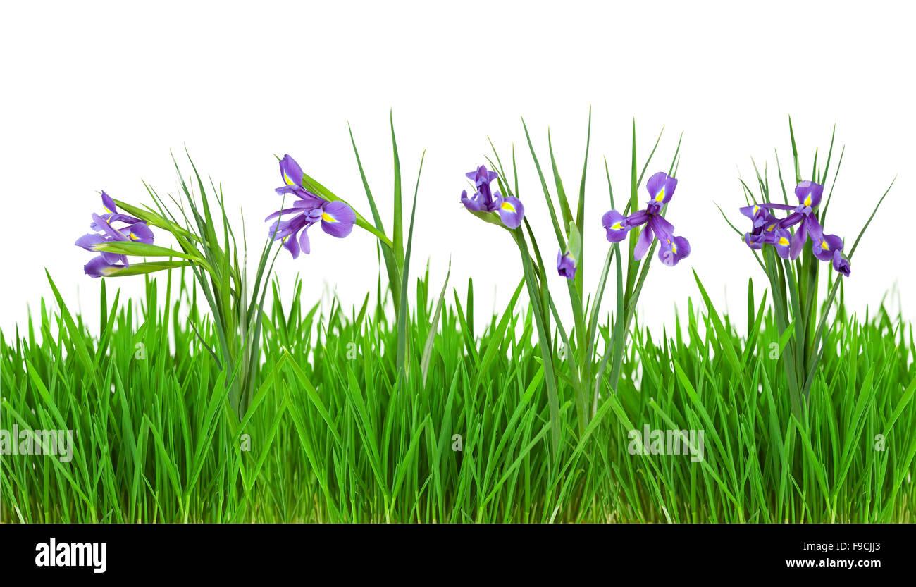 iris flowers in green grass border. Isolated on white background Stock ...