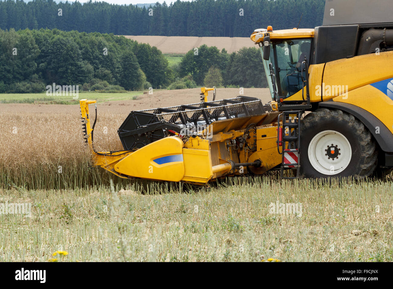 yellow combine in summer harvesting rape on farmlad, rural scene Stock ...