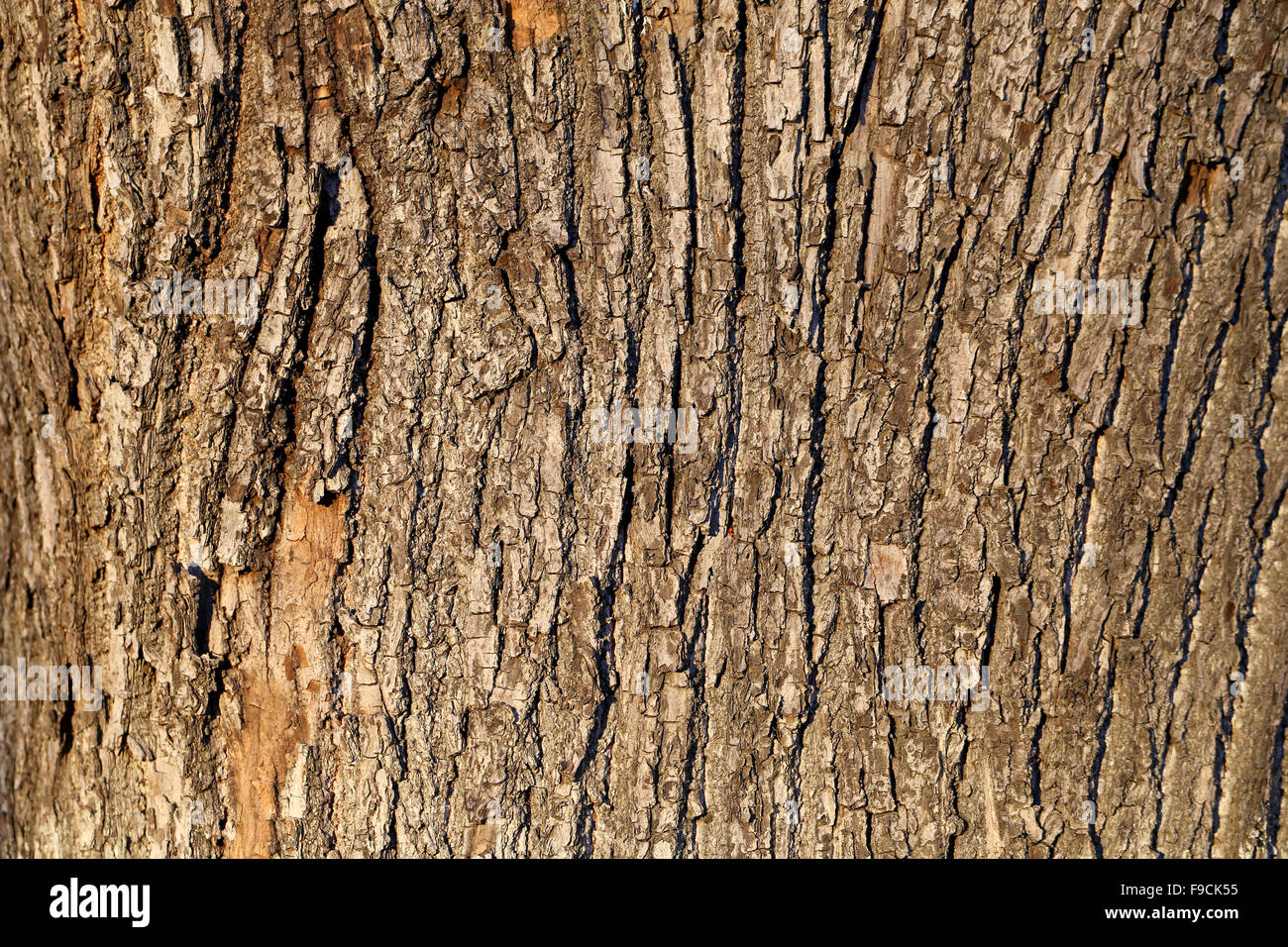 The bark of the oak tree photographed close up Stock Photo - Alamy