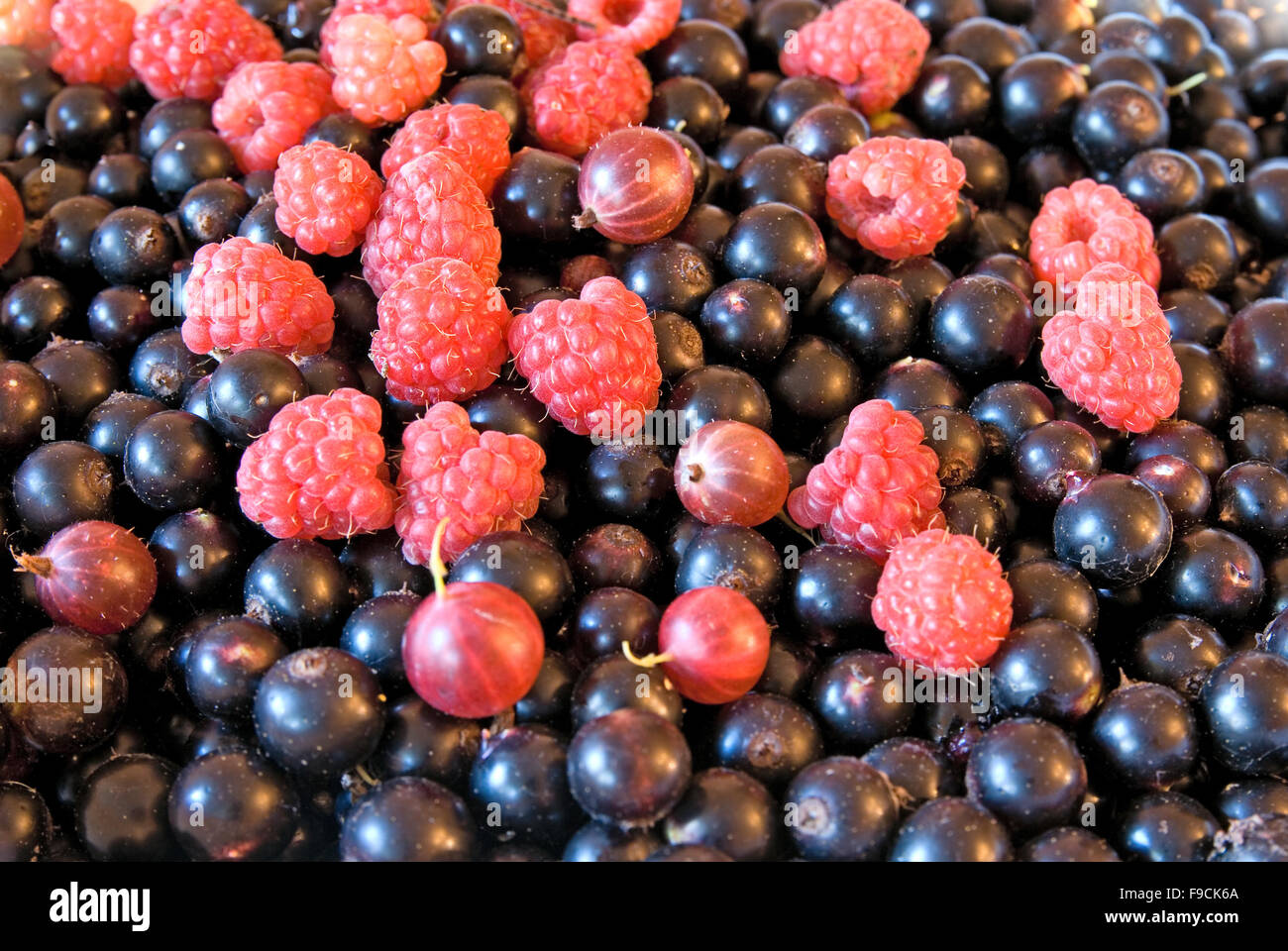 Background from the black currants and raspberries Stock Photo - Alamy