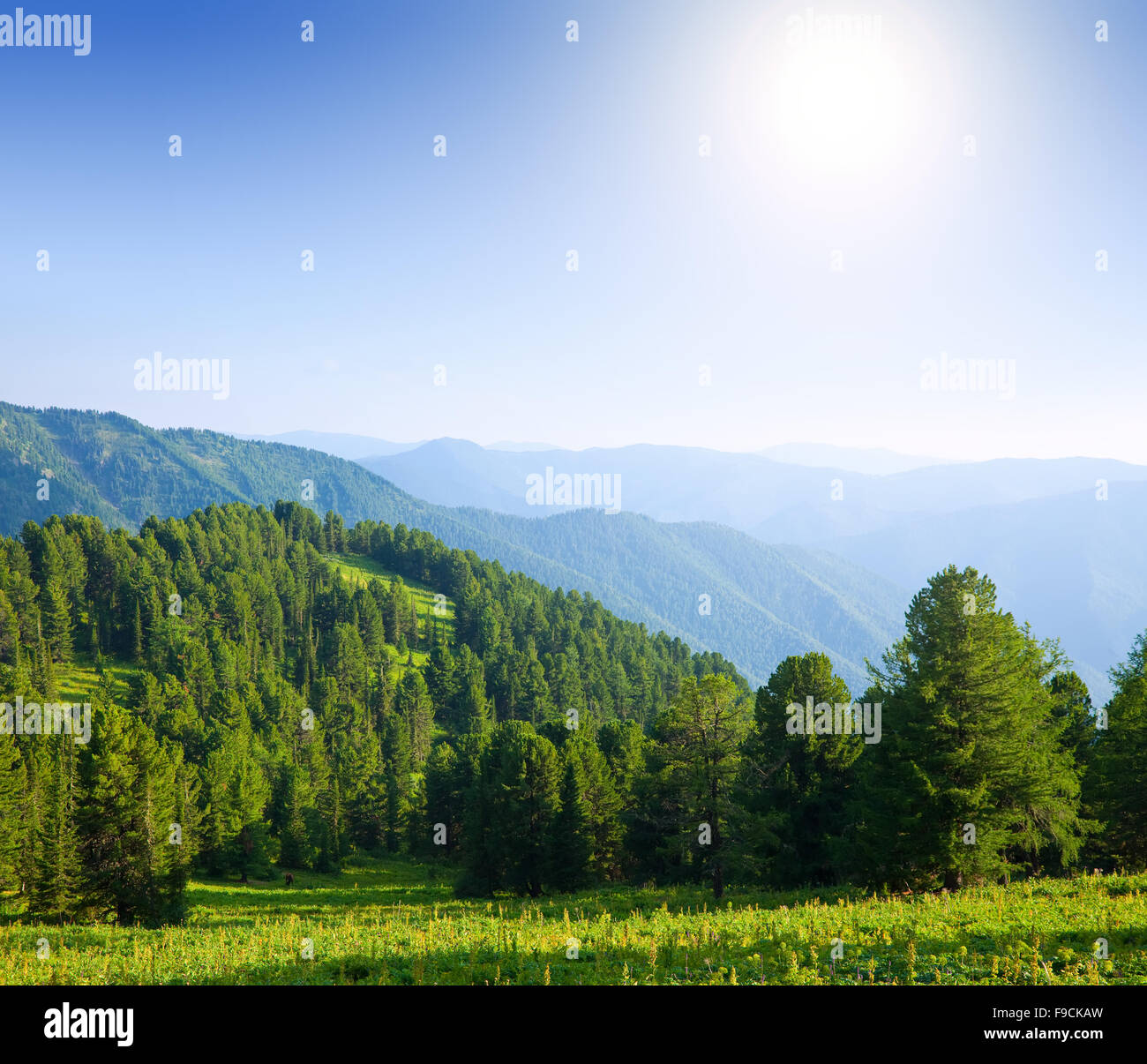 forest mountains in sunny day, Altai, Siberia Stock Photo - Alamy