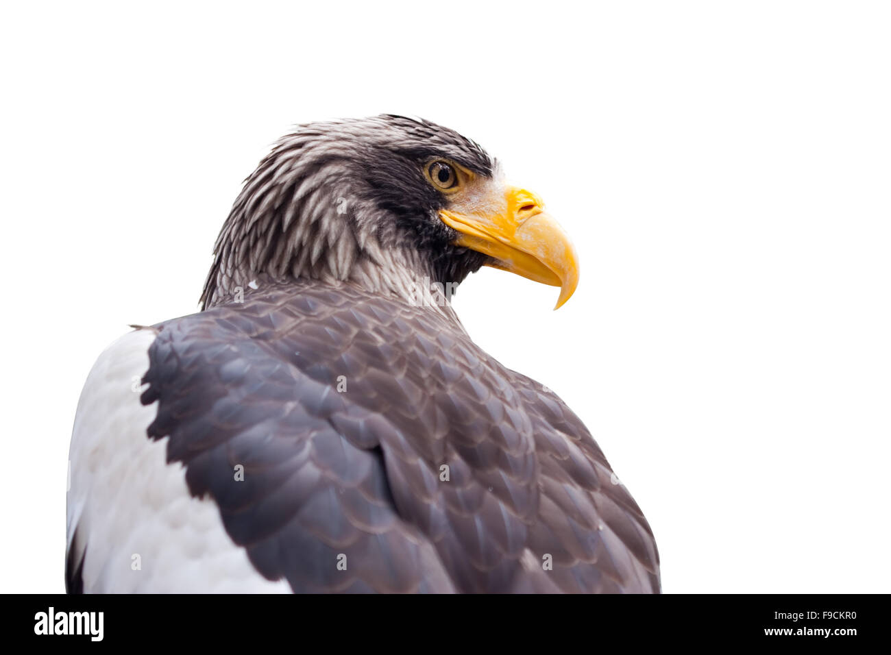 Head of Steller's sea eagle. Isolated over white background Stock Photo ...