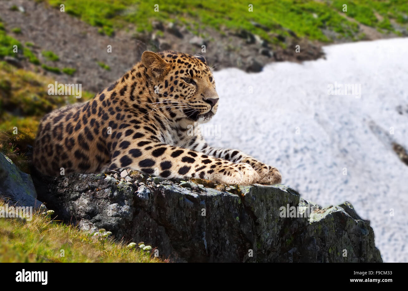 Sleeping snow leopard hi-res stock photography and images - Alamy