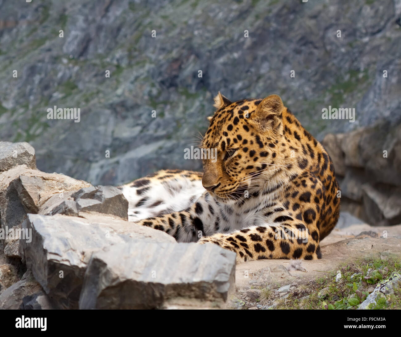 Leopard on rock hi-res stock photography and images - Alamy