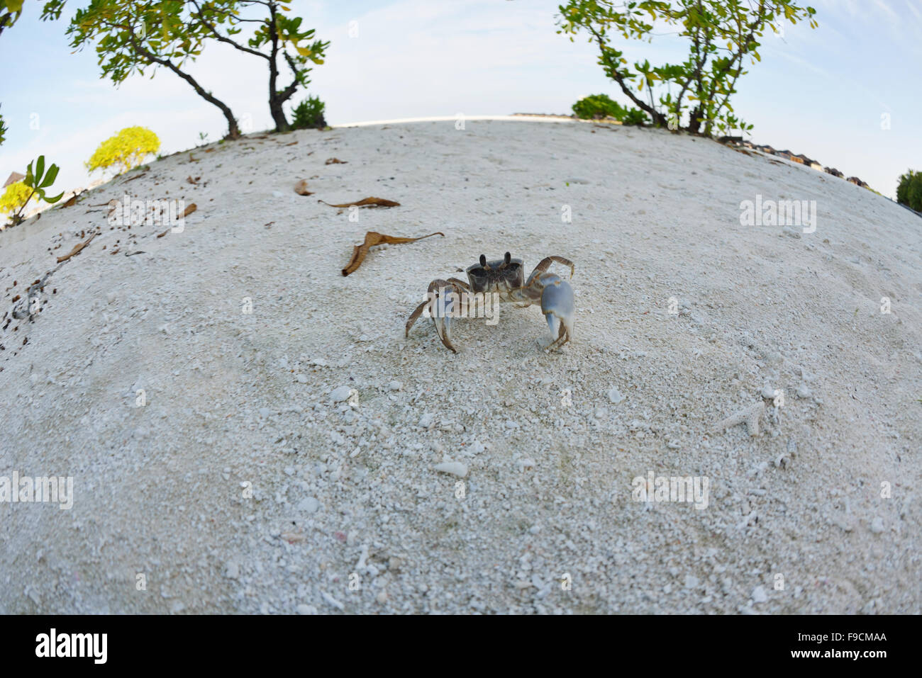 crab tropical wild animal on a white sand beach Stock Photo - Alamy