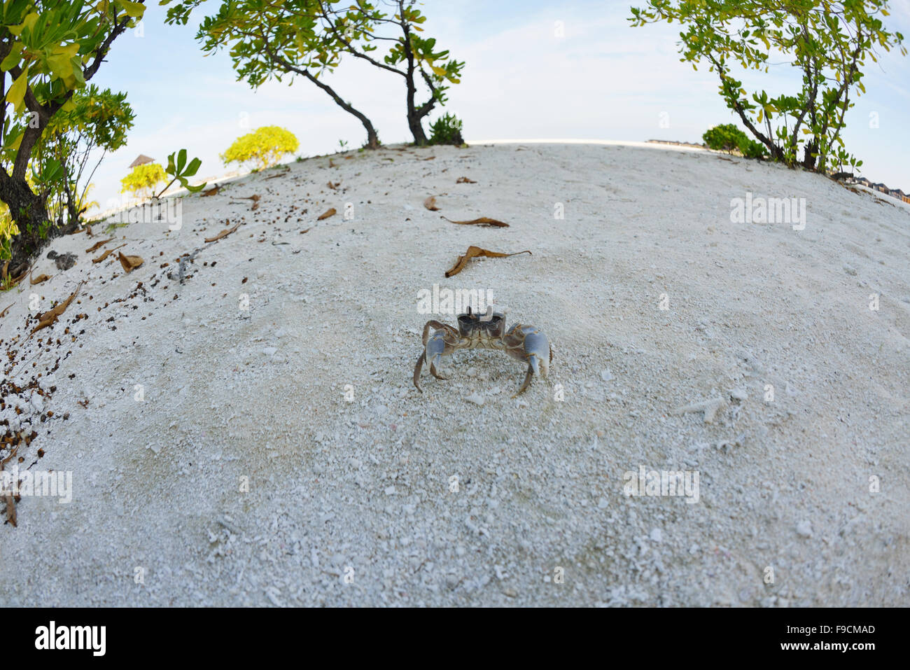 crab tropical wild animal on a white sand beach Stock Photo - Alamy