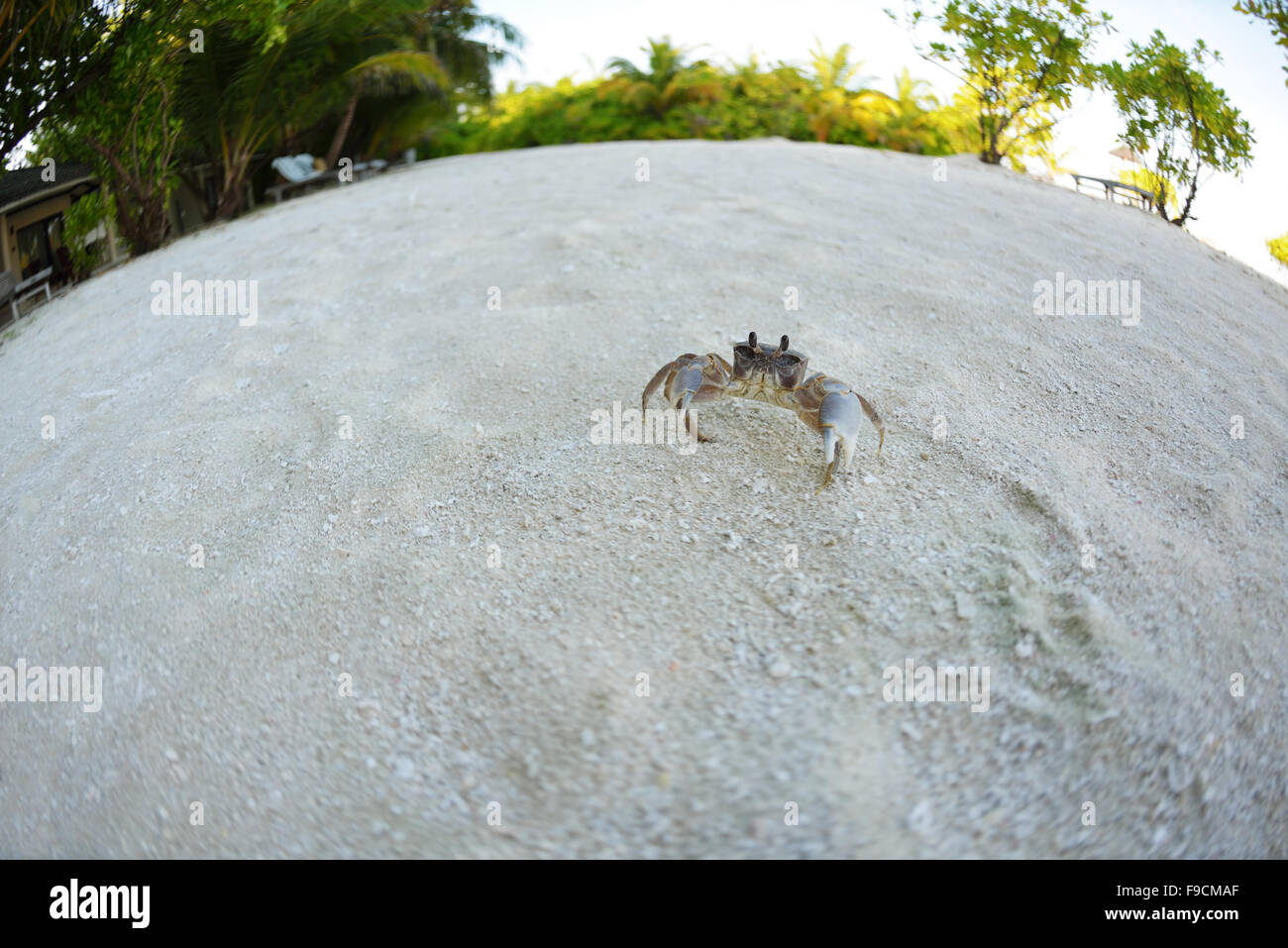 crab tropical wild animal on a white sand beach Stock Photo - Alamy
