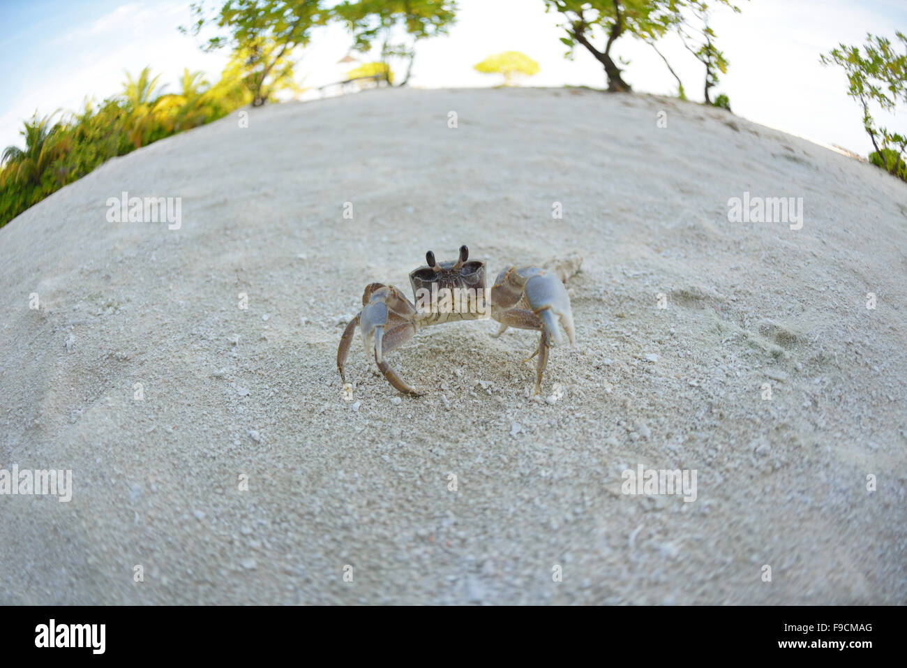 crab tropical wild animal on a white sand beach Stock Photo - Alamy