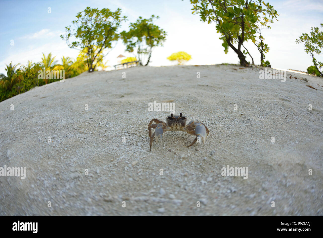 crab tropical wild animal on a white sand beach Stock Photo - Alamy